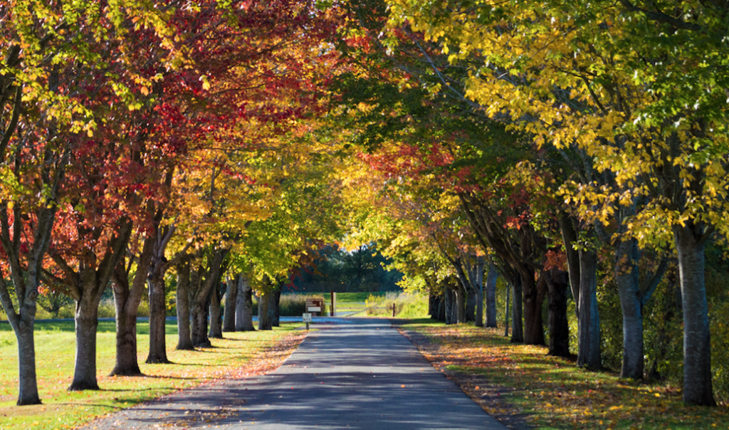 Places To Watch The Fall Foliage - Medallion Corporation